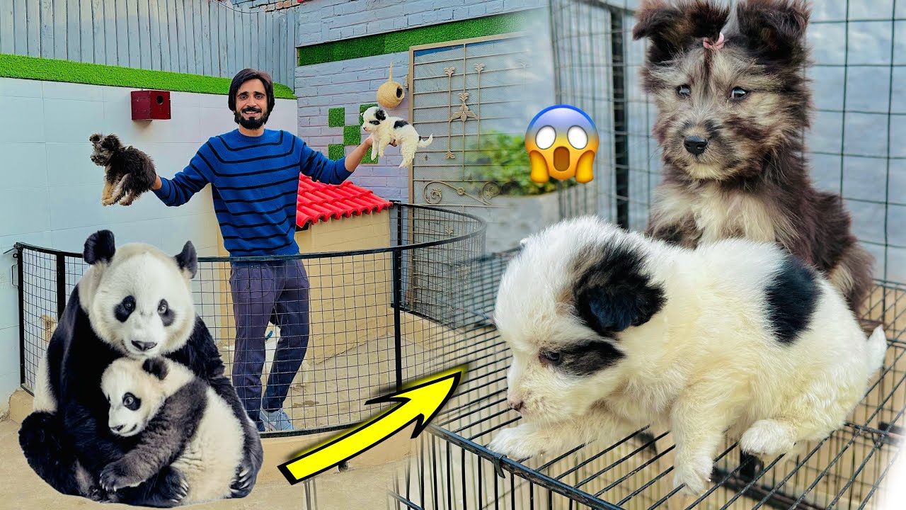 PANDA KO PANDA MIL GYA😍 - YouTube