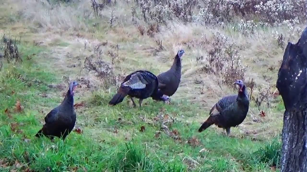 Backyard Turkeys In Time For Thanksgiving - YouTube