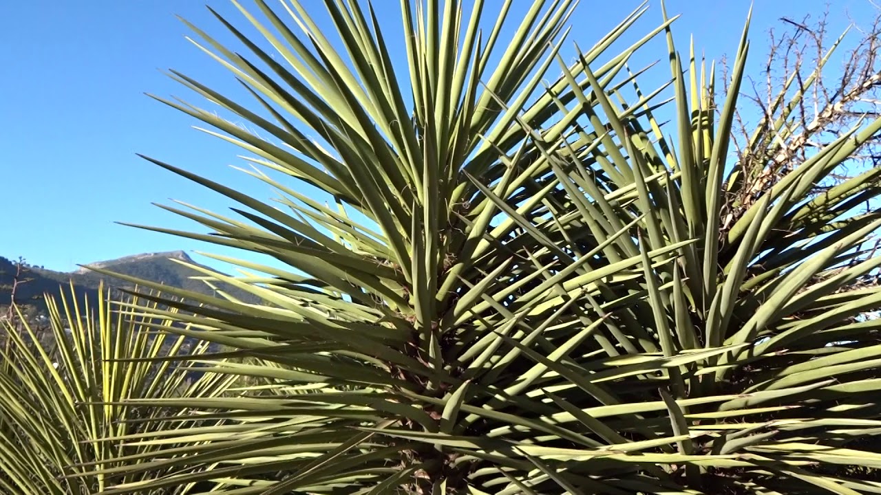 Yuca torrey: Yucca faxoniana (www.riomoros.com) - YouTube