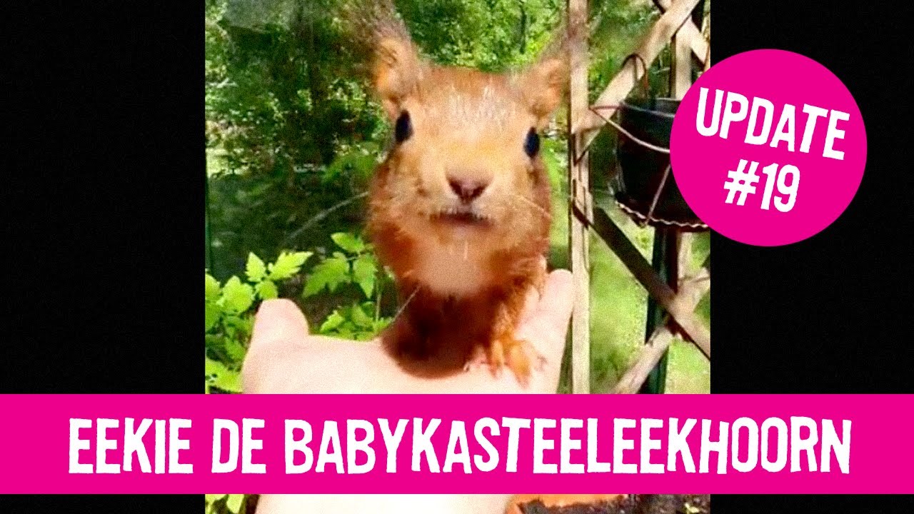 Eekie de babykasteeleekhoorn UPDATE #19 - YouTube