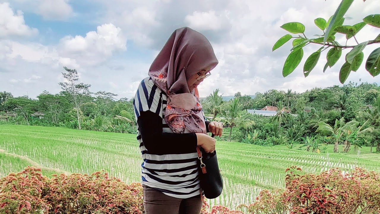 Setangkai Bunga Padi - YouTube