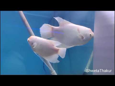 beautiful aquarium fish 🐠🐋🐟in mukhtanand maarg chala vapi😍🫧🦀🦂 - YouTube