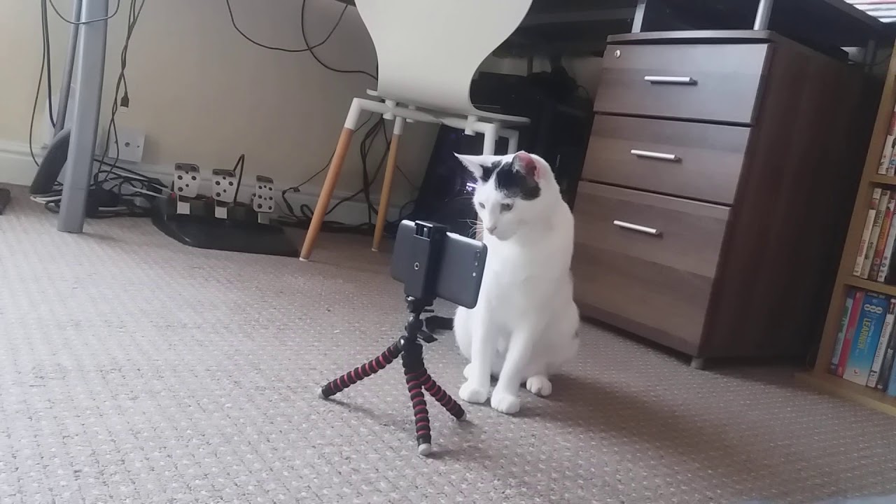 My cat is the cameraman - YouTube