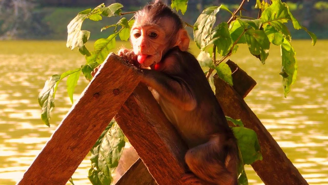 Wow..😂 A maintenance baby monkey check-up work. - YouTube