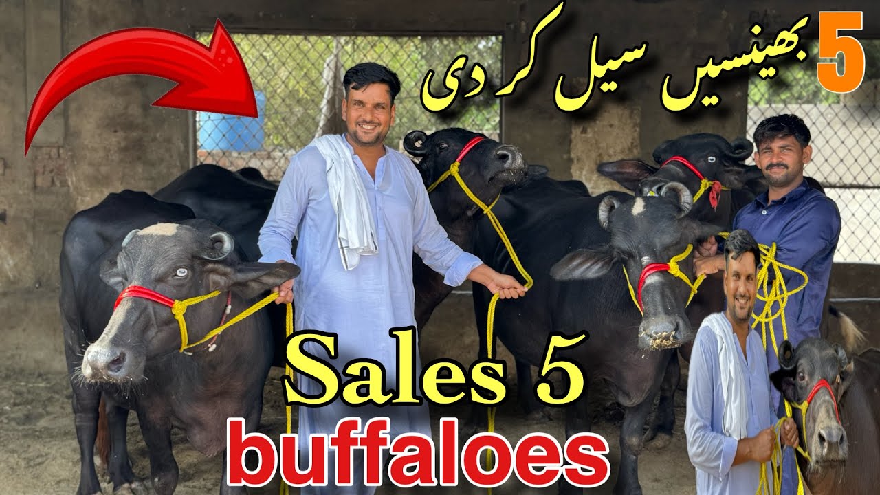 5 Buffaloes Sold Today from Our Farm! - YouTube