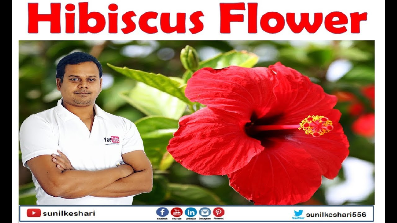 gurhal flower multiple colours | Multi Colored Flowering | Exotic ...