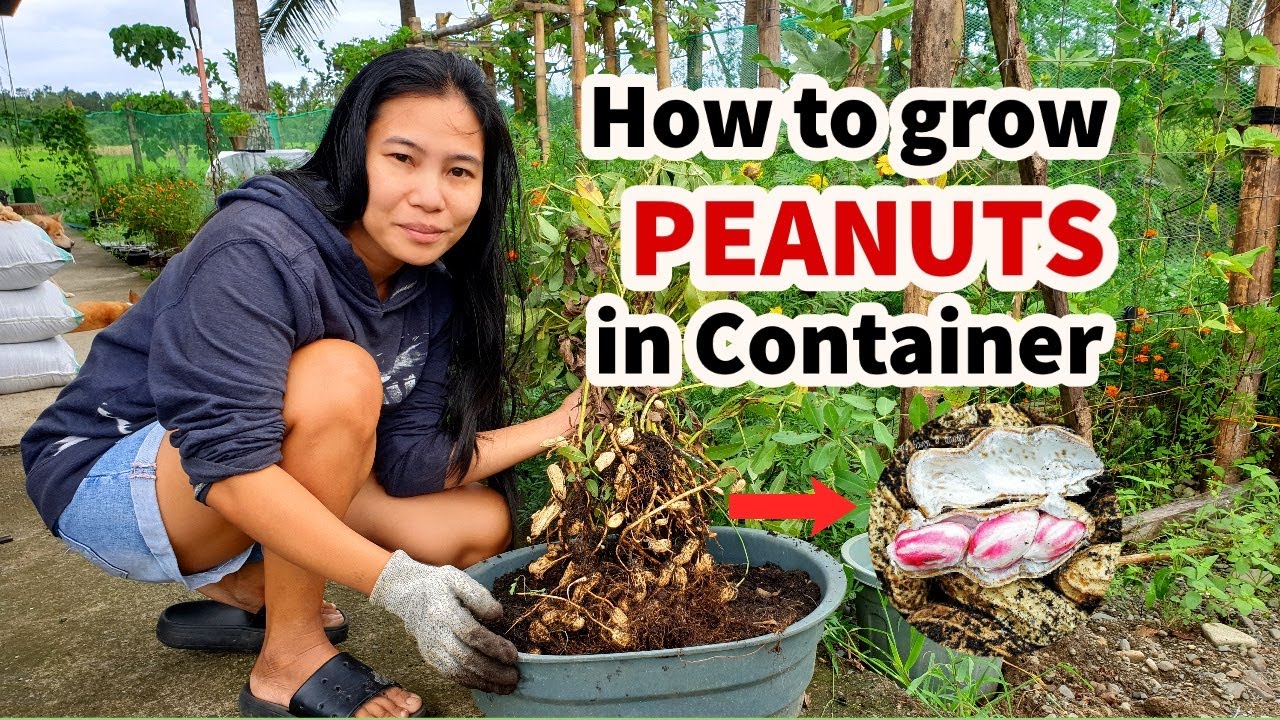 How to Grow Peanuts in Containers: Your Complete Guide to Growing ...