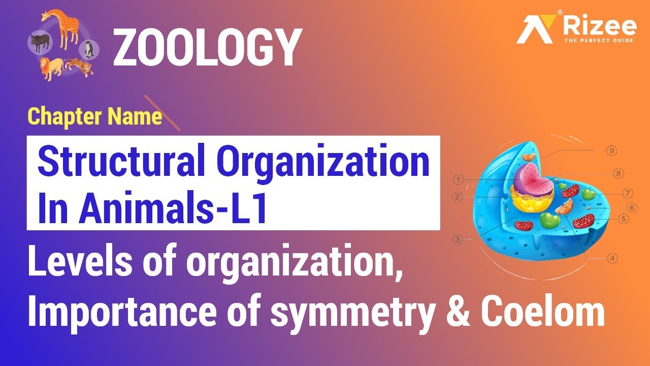 Structural Organization In Animals | Levels of organization,Importance ...