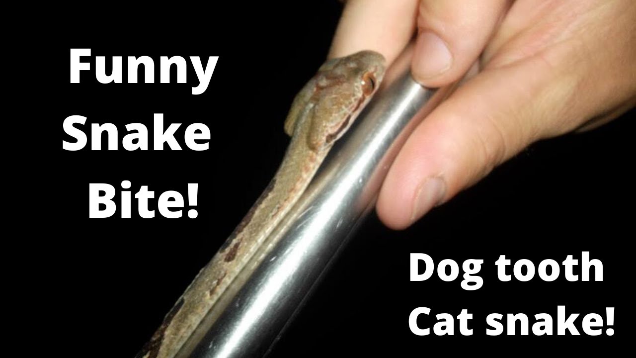 Funny Snake Bite