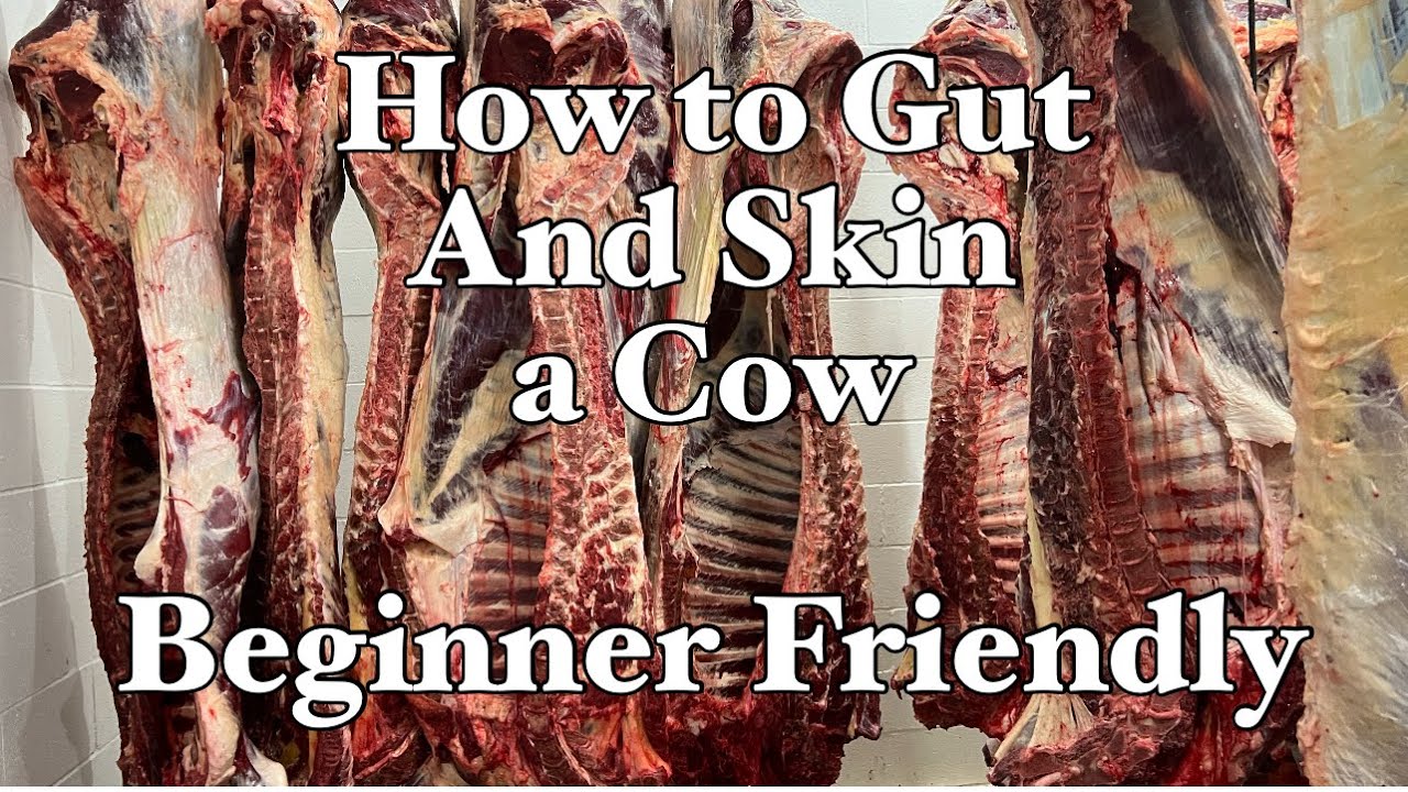 How to Gut and Skin a Cow #beef - YouTube