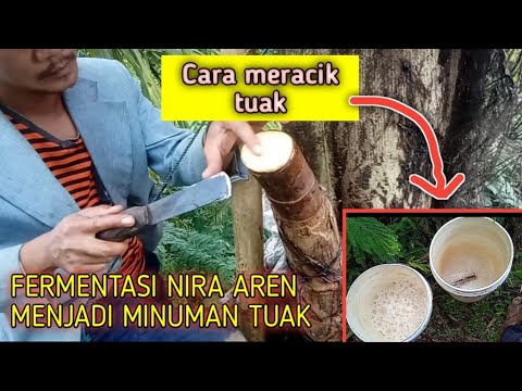 Membuat tuak - mengganti raru, tuak pemancing, sekalian ganti penampung ...