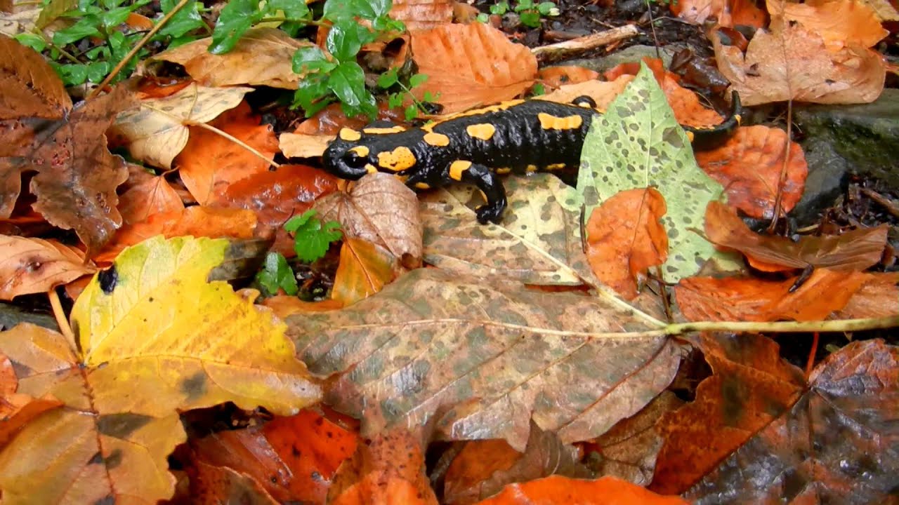 Fire salamander in the czech forest near Ostravice - YouTube