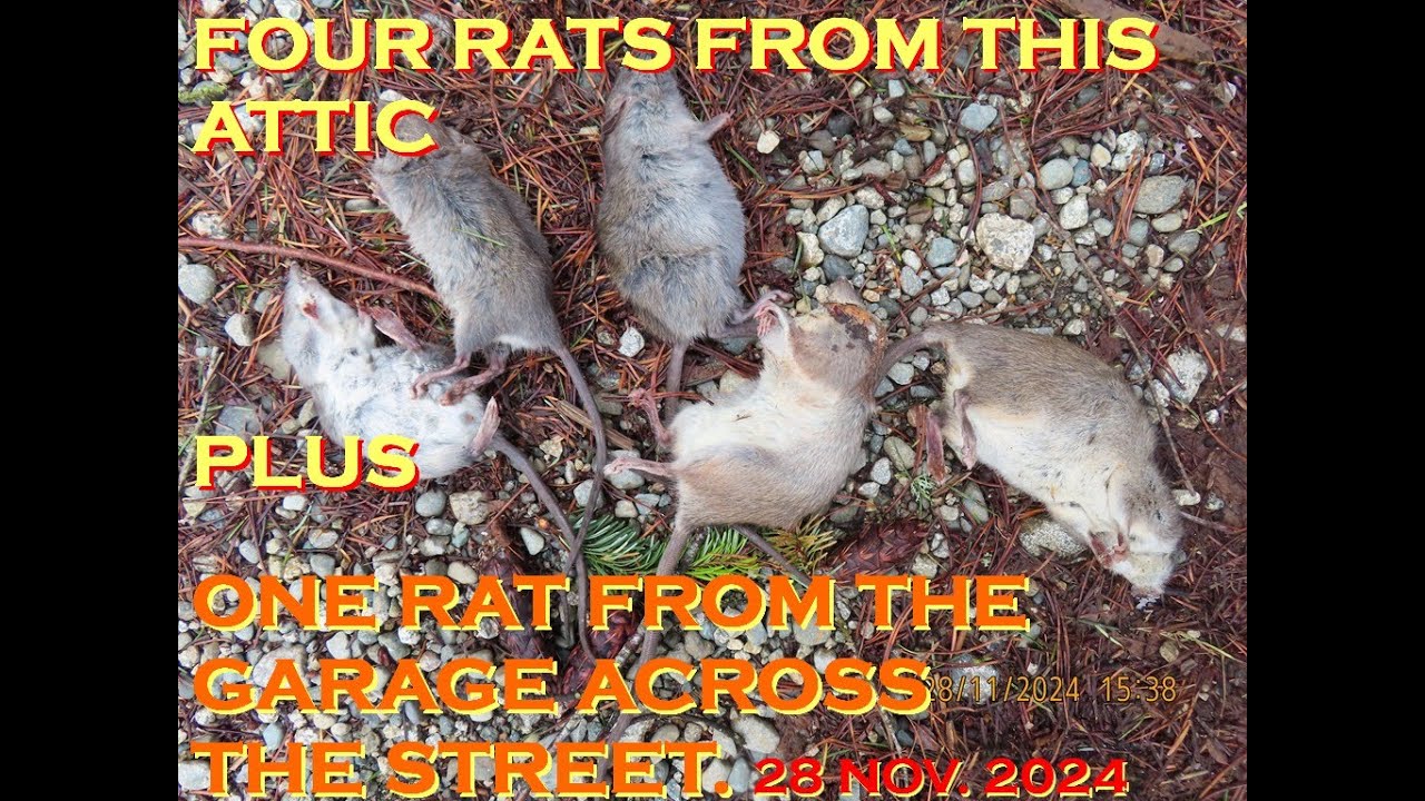 Rat Trapper. Rats In This Attic, Where My Traps Catch Them. Late ...