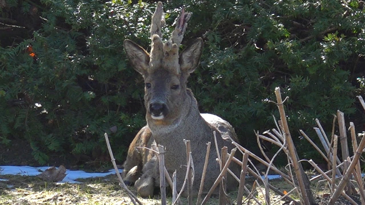 Roe deer buck relaxing in the sun with magpie and red robin - YouTube