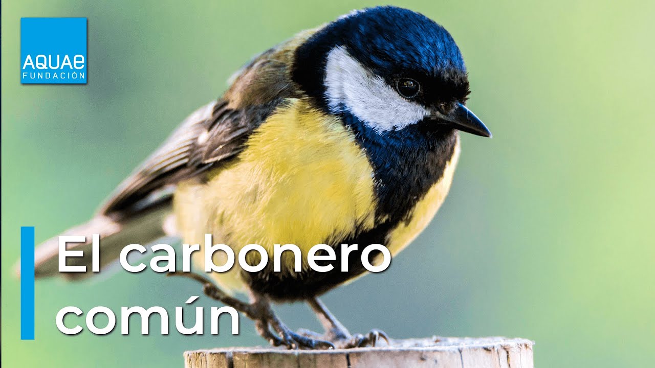 El CARBONERO COMÚN, el pájaro más ESPABILADO del parque - YouTube