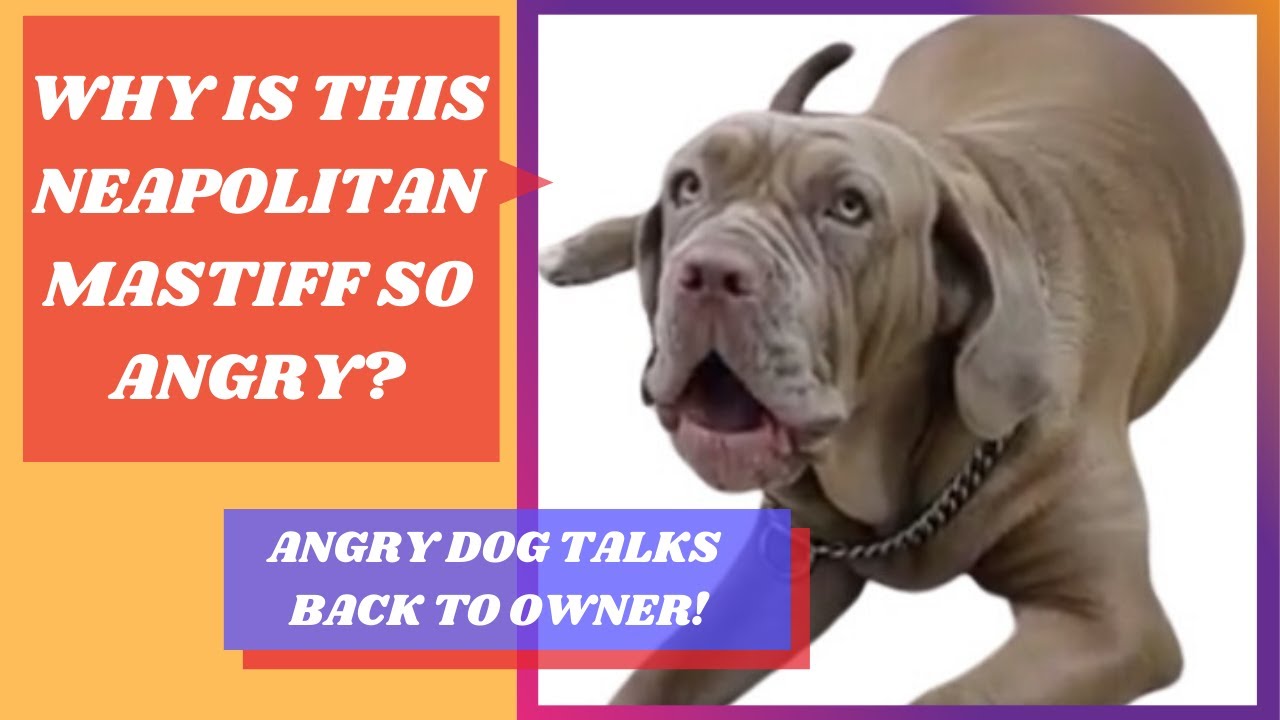 Angry Dog | Dog argues with owner ! | Is my Neapolitan Mastiff angry ...