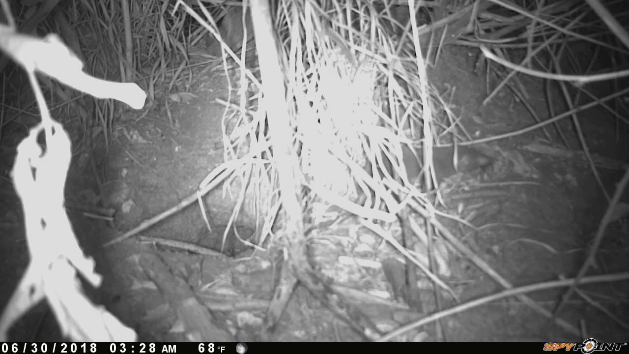 Shrew burrow at Dawa, Ghana, 2018 - YouTube