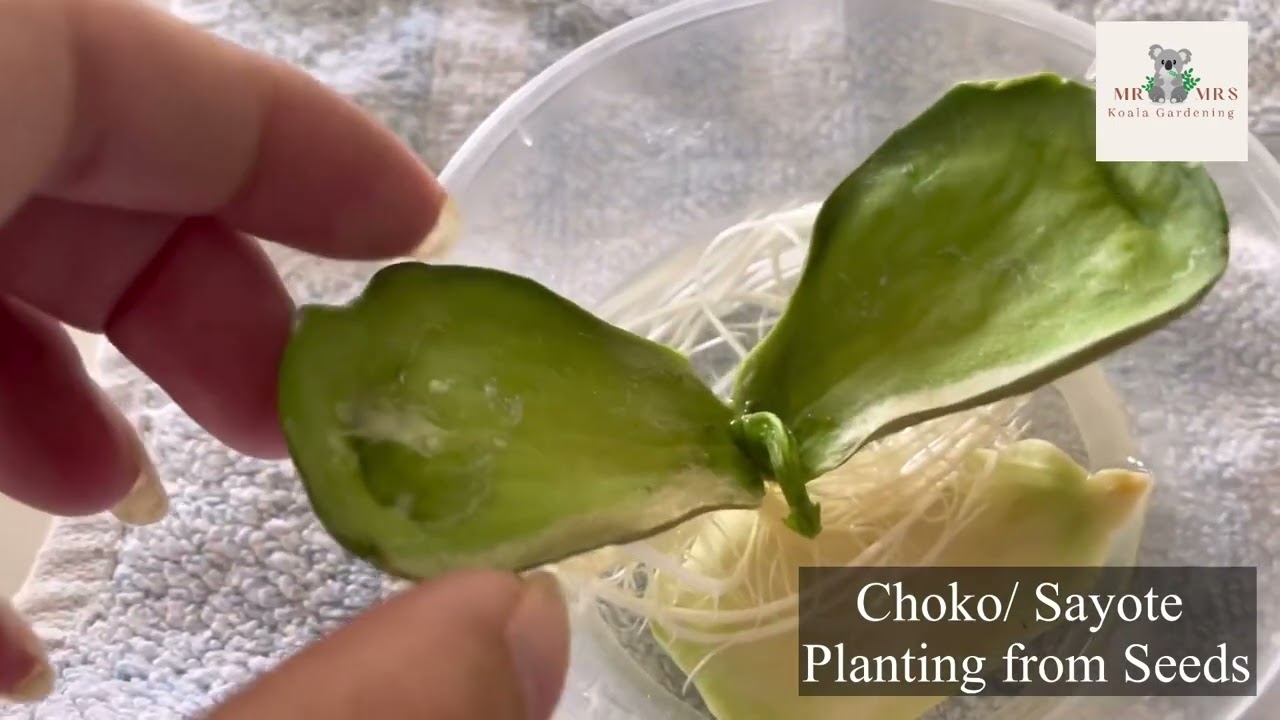 Growing Choko/Sayote from Seeds - YouTube