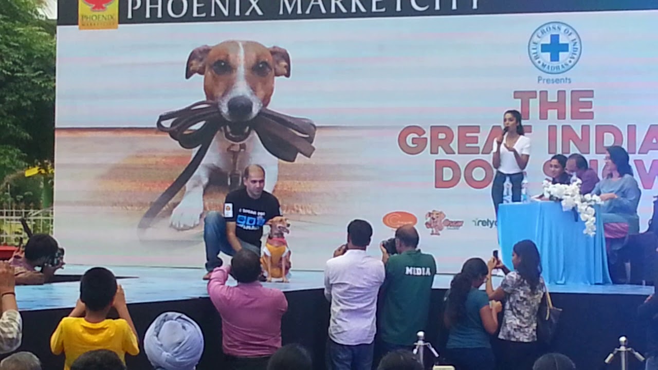 Indian Dog Show 2018 rescued Brave Dog Bhadra - YouTube