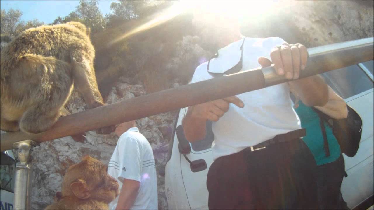 Touring Europe - Monkeys Of Gibraltar FUNNY MONKEY VIDEO! - YouTube