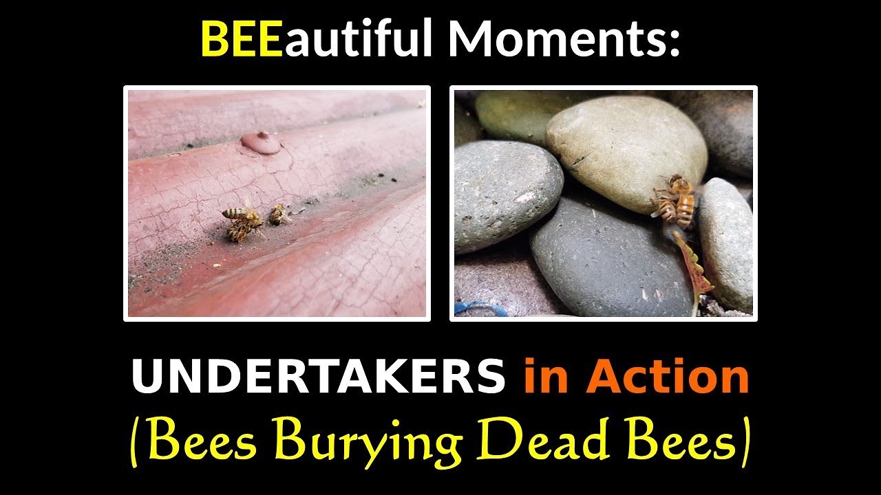 BEEauty and Beyond - Episode 11: UNDERTAKERS In Action (Bees Burying ...