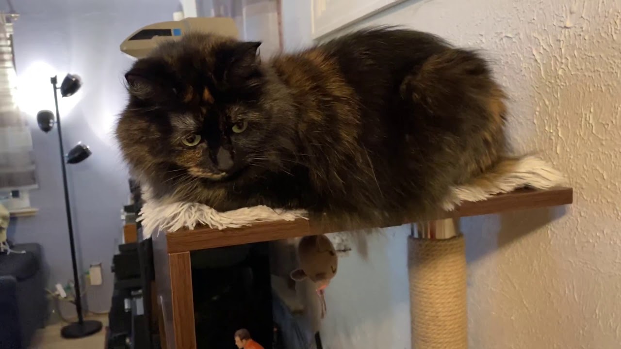 Junebug the cat - YouTube