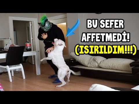 AMSTAFF TYSON'A ŞAKA YAPMAYA KALKINCA BU SEFER AFFETMEDİ!!