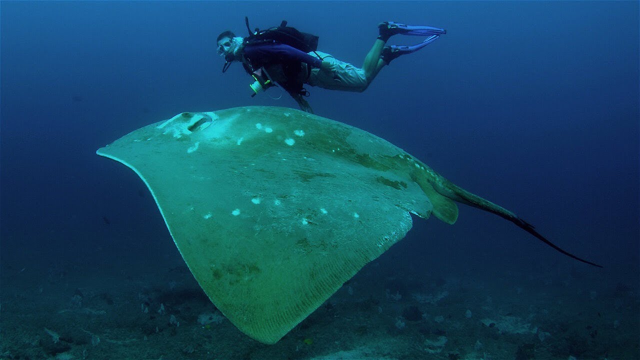 Amazing Stingray Compilation Underwater Footage: Crazy Ocean #11 - YouTube