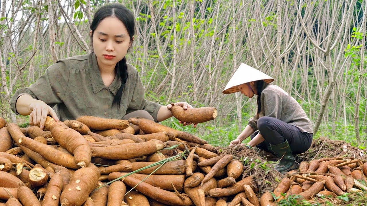 “Tracking the Roots” Harvest Cassava Root & Cook Cassava Steamed with ...
