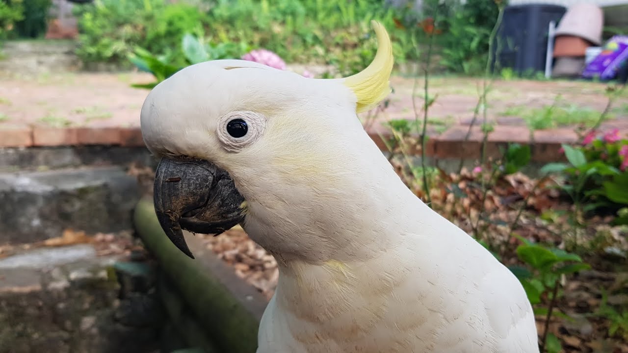 The Funny Cockatoo Bird & Ticklish Tenderness: Hilarious Encounter with ...