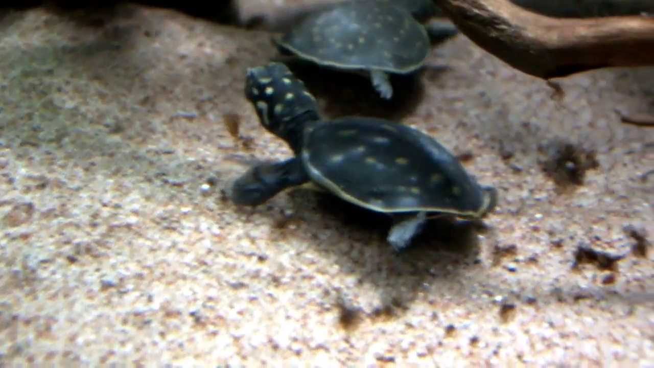 #01 Too Cute! Baby Indian Flapshell Turtle.インドハコスッポンの赤ちゃん。 - YouTube