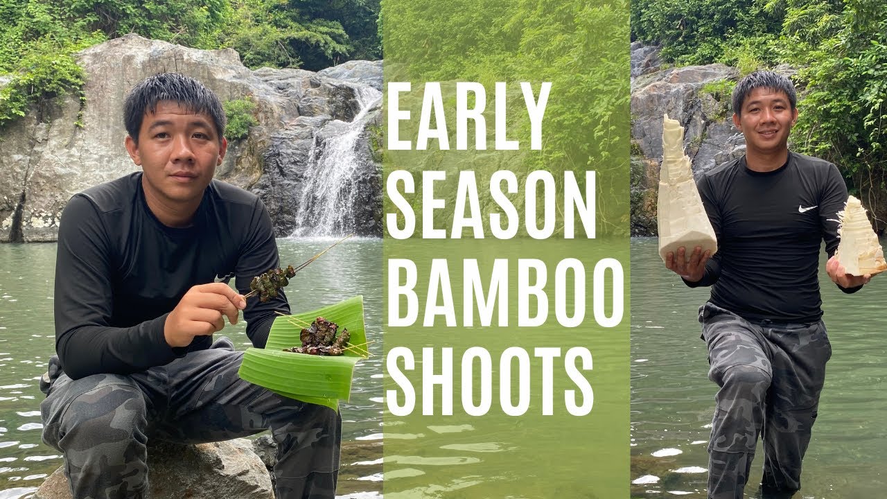 Harvesting fresh bambo shoots in the mountains | Sweet and sour bambo ...