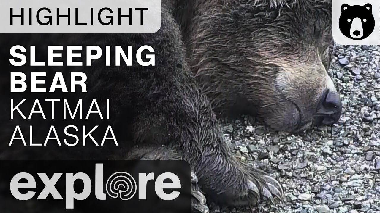 Sleeping Brown Bear - Katmai National Park - Live Cam Highlight - YouTube