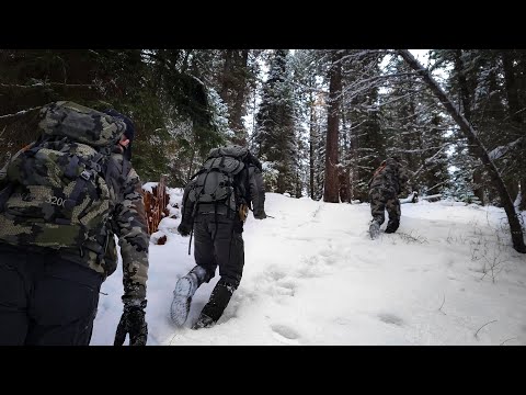 My First Winter Mountain Lion Hunt (CAT TREED!)