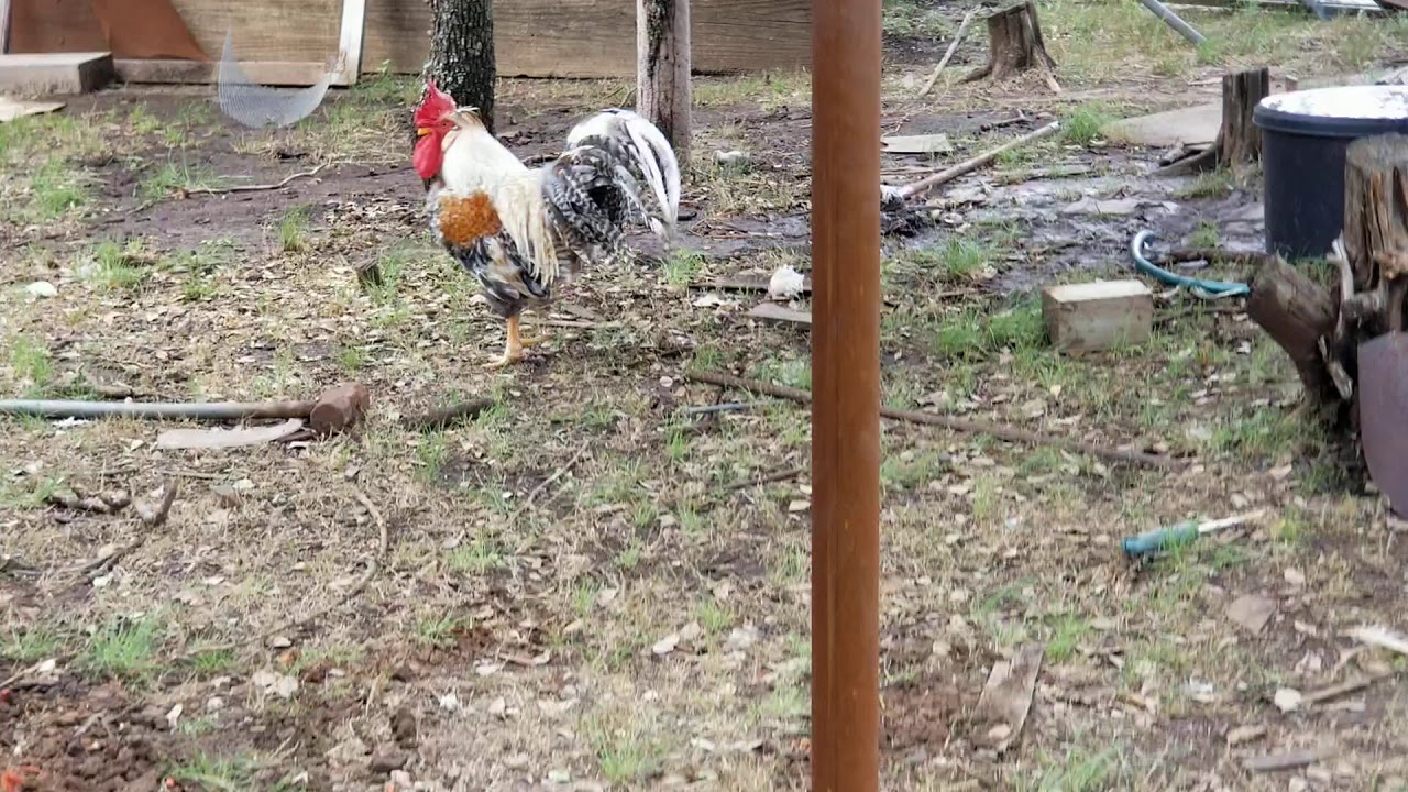 Cream Leg Bar rooster and friends - YouTube