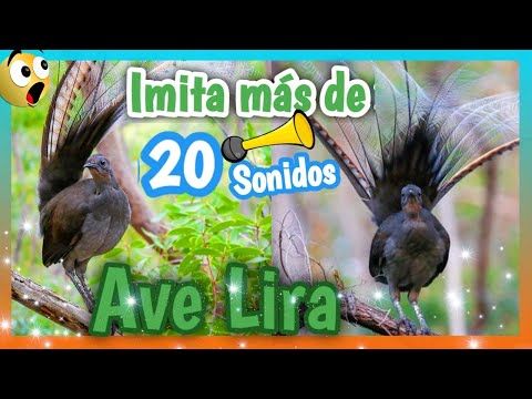 AVE LIRA - Imitando Voz Humana 😱😱 y ¡¡20 SONIDOS MAS!!