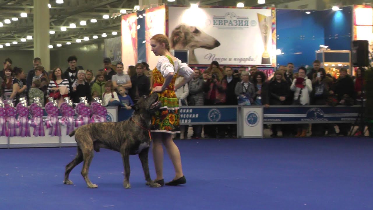 Танцы с собаками "Евразия - 2015". Dog Dancing. Canine Freestyle. - YouTube