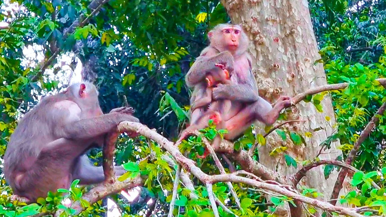 Big Boss pregnant Katrina catch Lily from Libby up on the tree Libby feeling scáre - YouTube