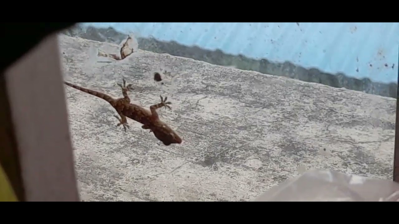 small baby lizard at my window . - YouTube