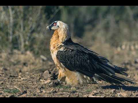 Qırmızı kitaba düşmüş 5 quş növü