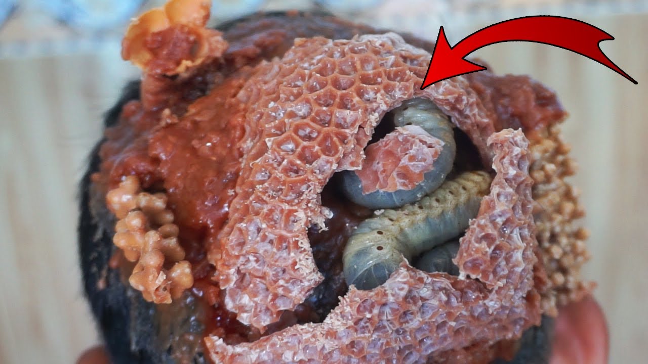 What is That Hole? Scratch Scratch Scratch Huge Worms Hole With Lots Of ...