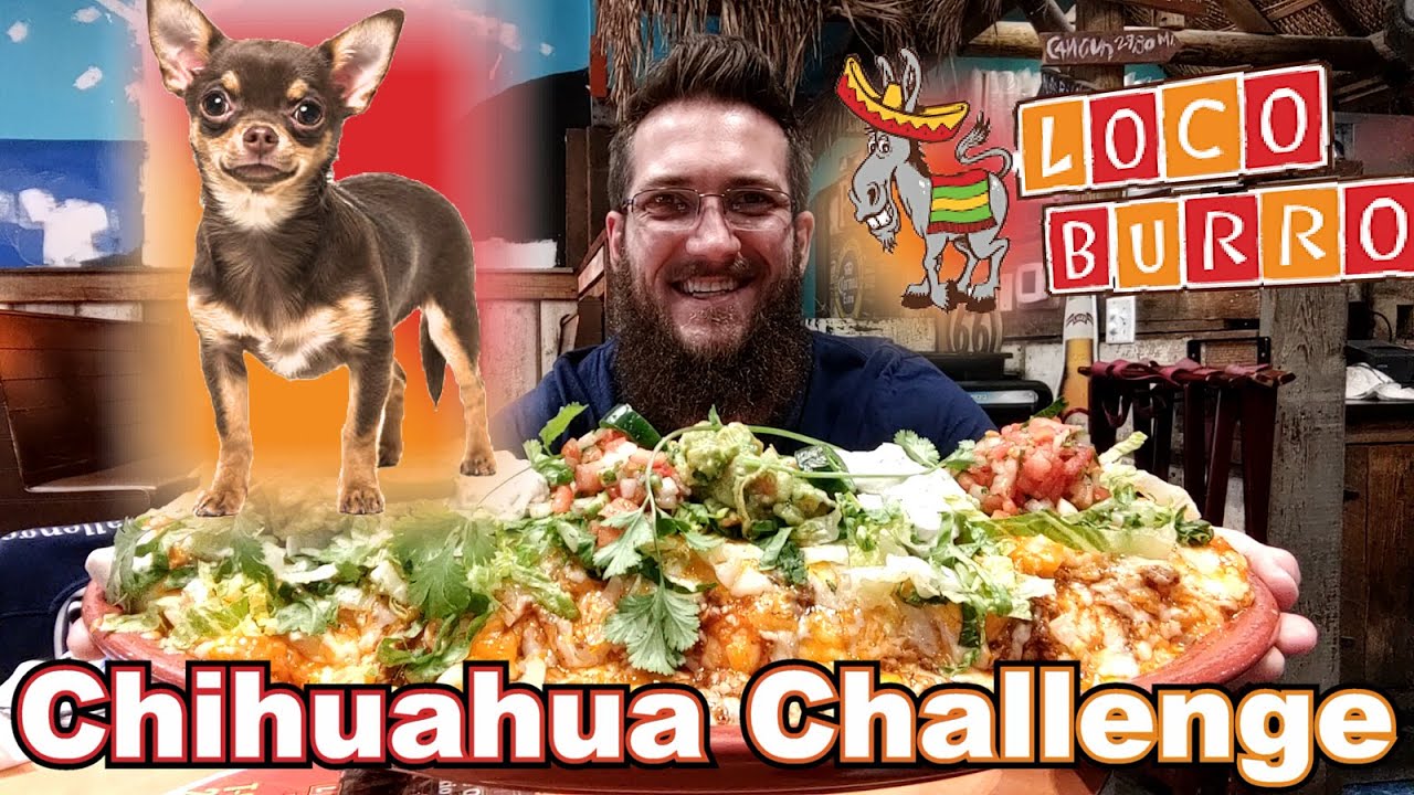 Loco Burro's Whole 5 LB Chihuahua Burrito Challenge - YouTube