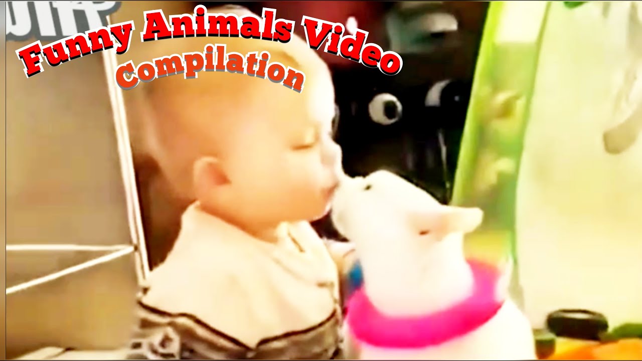 Best Funny ANİMALS Mixed Compilation Video - YouTube