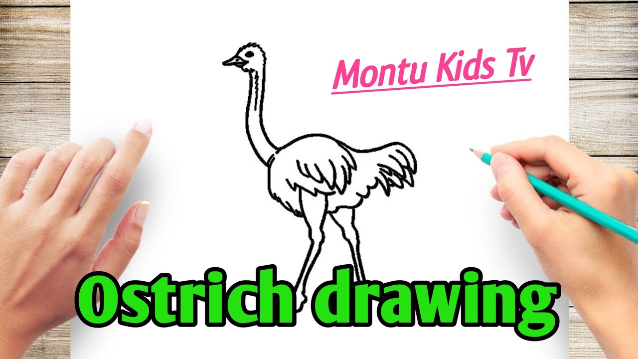 Ostrich drawing | draw ostrich step by step | Ostrich drawing | Ostrich ...