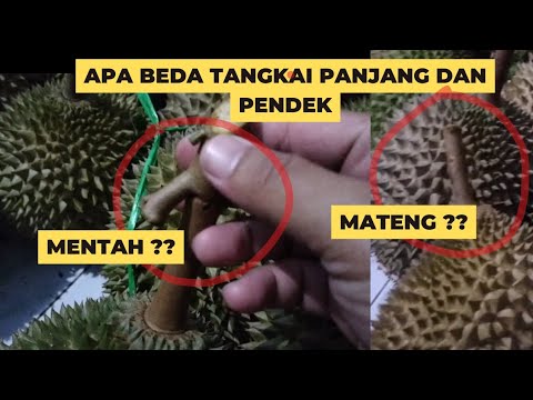 Perbedaan tangkai pada durian yang masih panjang dan pendek terkait ...