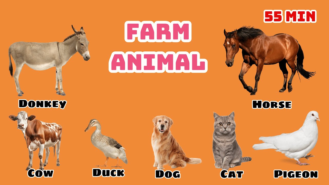Animals for Kids 55 min Farm animal sound | play and learn for kids ...