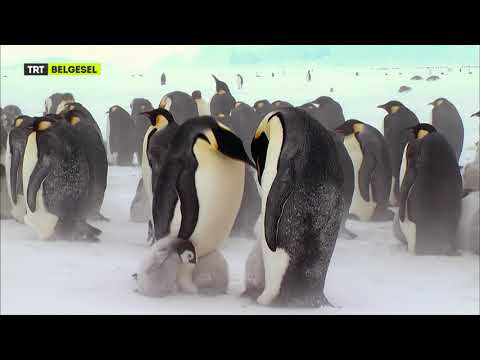 CUMHUR ÖĞRETMEN SUNAR PENGUEN YAVRULARI ZOR DURUMDA