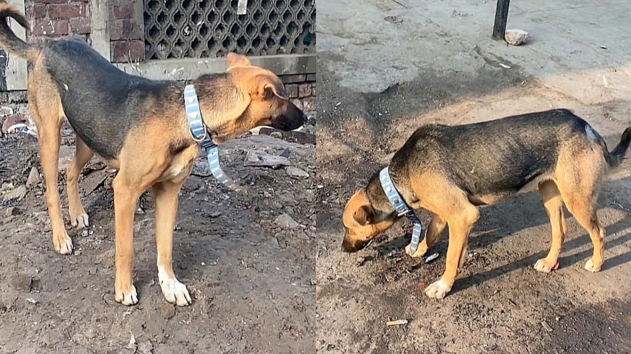 Is the dog searching for something? || dogs video club - YouTube