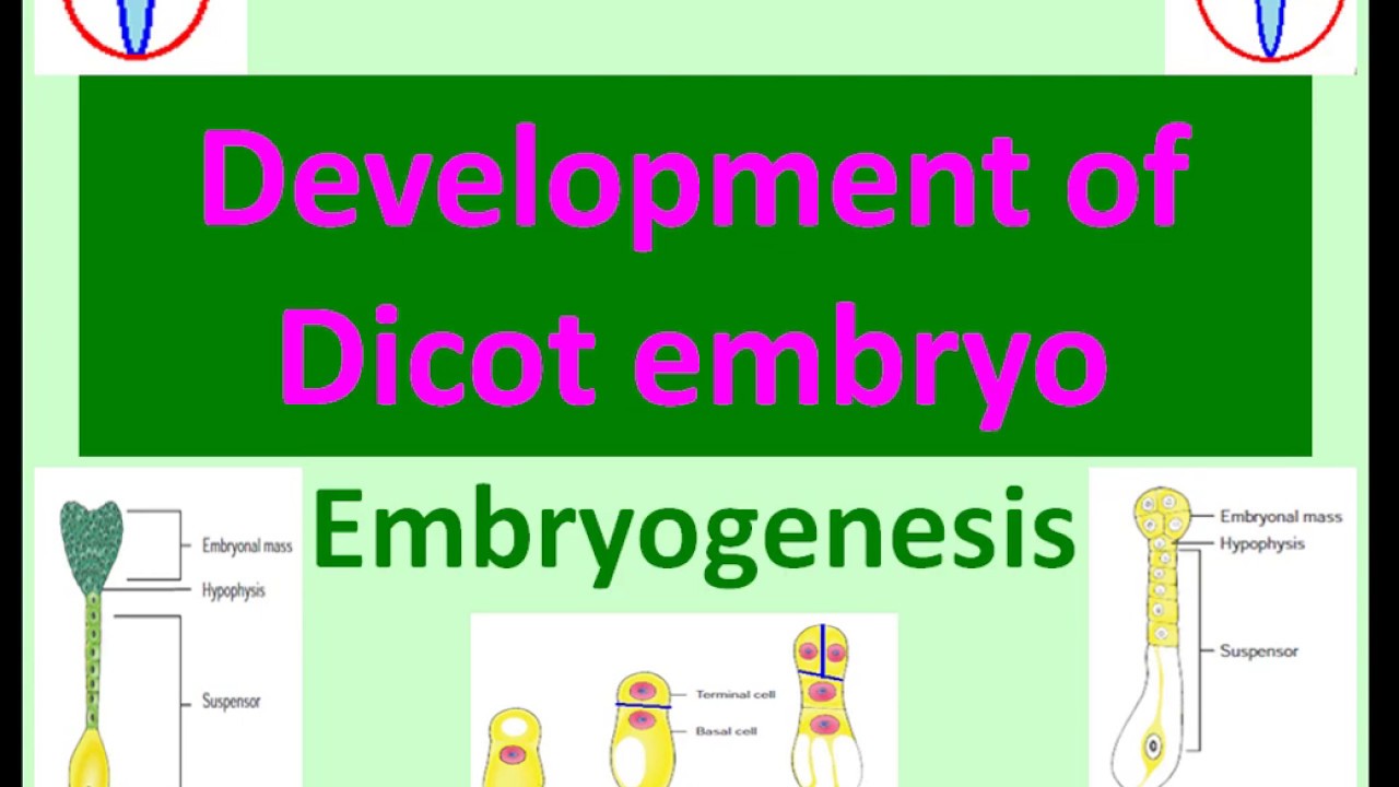 V-0061-English-BOTANY - Sexual Reproduction - Embryogenesis in Dicot ...