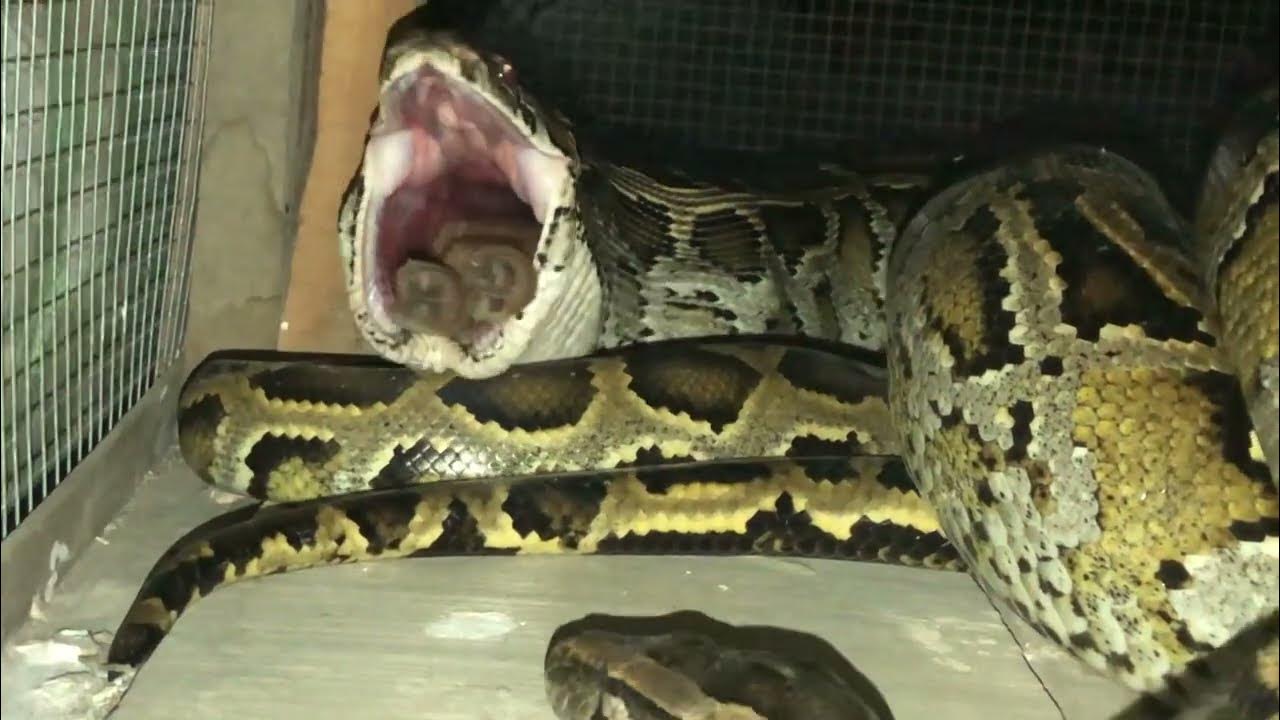 Python Vore - Snake Swallows Pig - YouTube